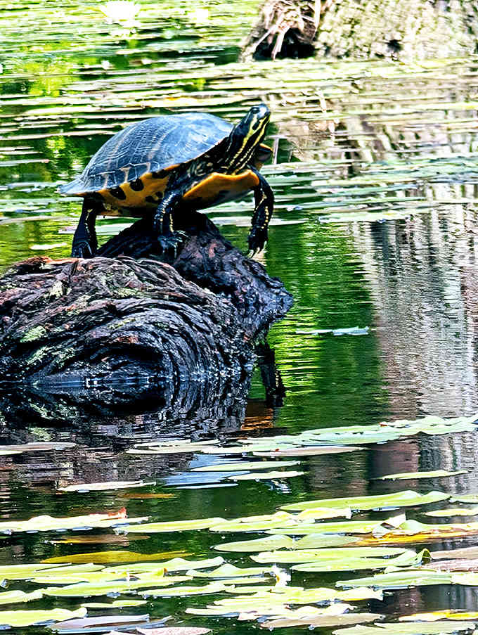 This turtle's masterclass in sunbathing puts your last beach vacation to shame. Note the perfect log selection and strategic positioning for maximum solar exposure.