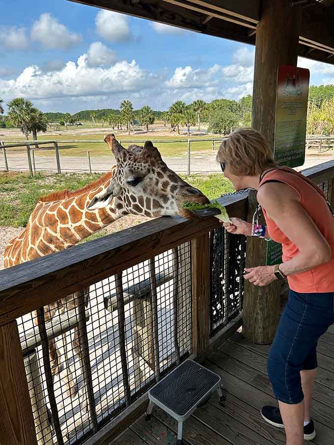 Feeding a giraffe is like meeting a celebrity who's genuinely happy to see you, assuming celebrities had impossibly long purple tongues.