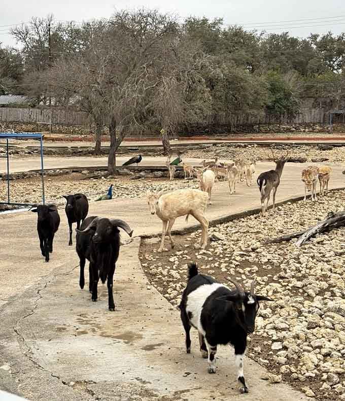 These goats have the easiest commute in Texas, living right next to an earthquake fault and observation tower.