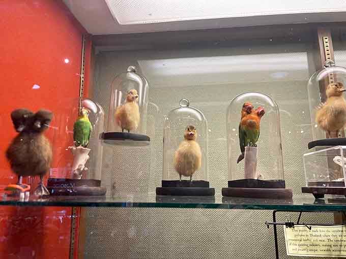 Tiny bird specimens under glass domes, like a Victorian naturalist's Instagram feed frozen in time forever.
