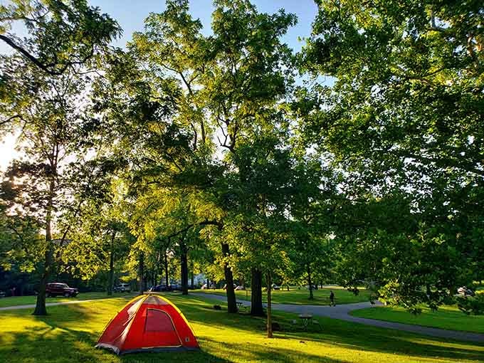 Camping under these trees beats any five-star hotel, and your neighbors are infinitely more interesting than usual.