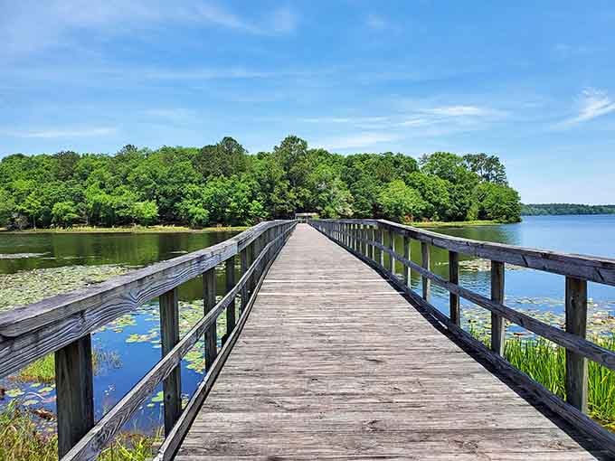 Walking this weathered boardwalk feels like traversing the spine of a gentle giant, with lily pads standing guard on either side.