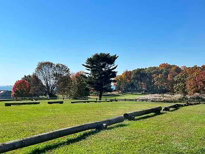 Social distancing since before it was trendy. These wooden logs create natural boundaries in a field that breathes possibility.