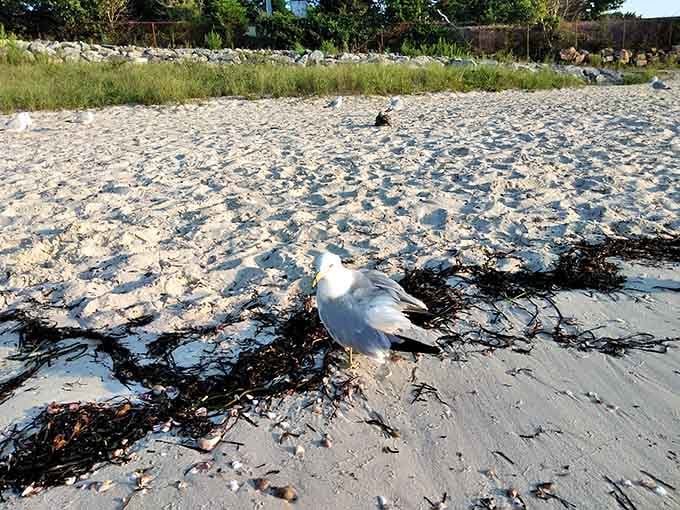Local wildlife committee meeting in session. This gull is clearly the self-appointed mayor of this stretch of sand.