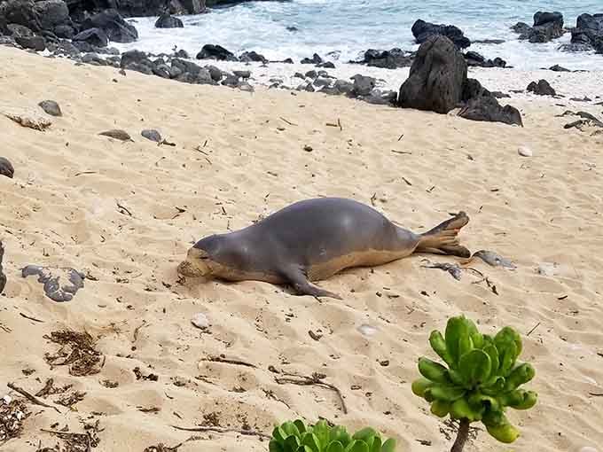 Nature's welcome mat to one of Hawaii's most precious ecosystems. The sign says "welcome," the hike says "earn it."
