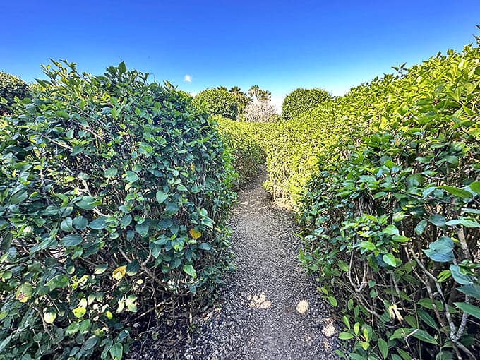 Verdant vision: Perfectly manicured hedges create a mesmerizing pattern that's as beautiful from the ground as it is from above.