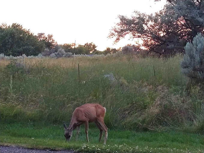 Dawn's early light reveals a mule deer enjoying breakfast al fresco&mdash;the original farm-to-table dining experience.