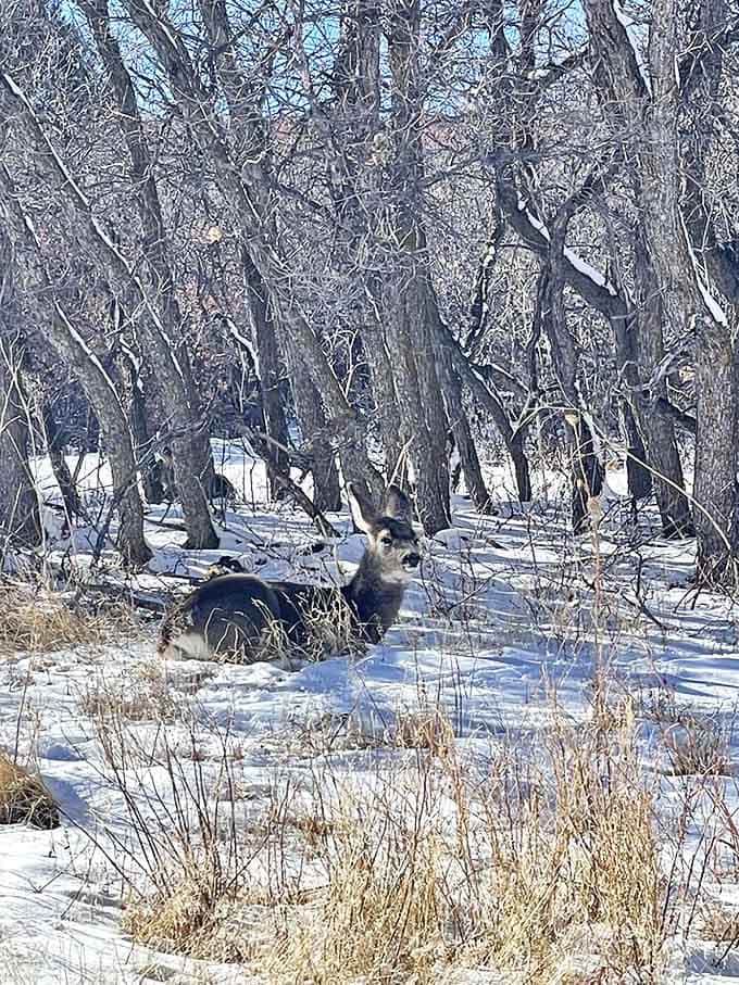 "Excuse me, I was napping here." Winter brings quiet moments where wildlife reminds us whose home we're visiting.
