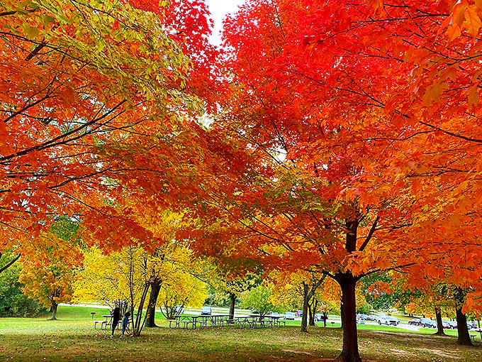 Fall foliage that makes you want to cancel your New England leaf-peeping trip. These maples are showing off like they're auditioning for a calendar.