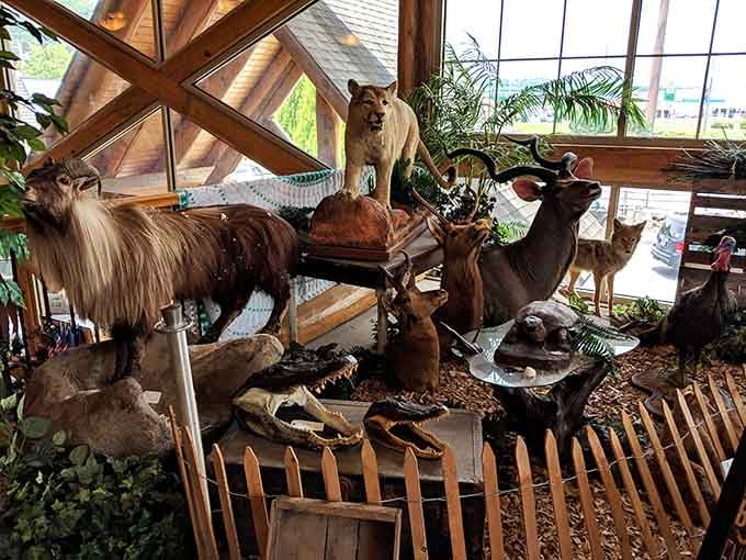 The taxidermy collection brings the great outdoors inside, creating nature's most awkward family reunion behind glass and wooden fencing.