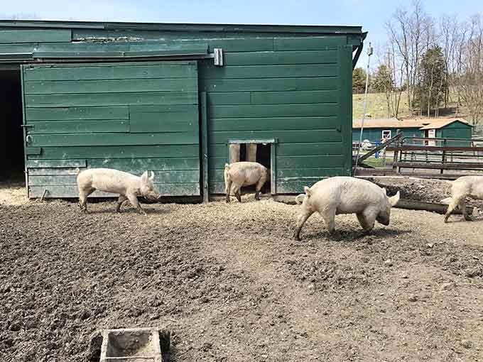 These rescued pigs waddle freely across their sanctuary home, finally living the peaceful life they deserve.