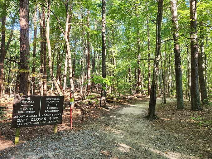 Trail signs point toward adventure through sun-dappled woods, offering choices like a menu of nature's finest hiking experiences awaits you.