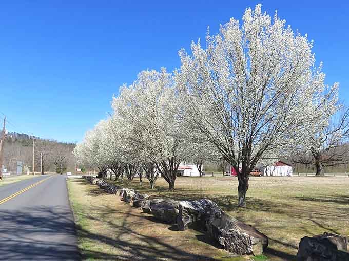 Mountain Pine's flowering trees transform ordinary roads into magical pathways without charging admission for the show.
