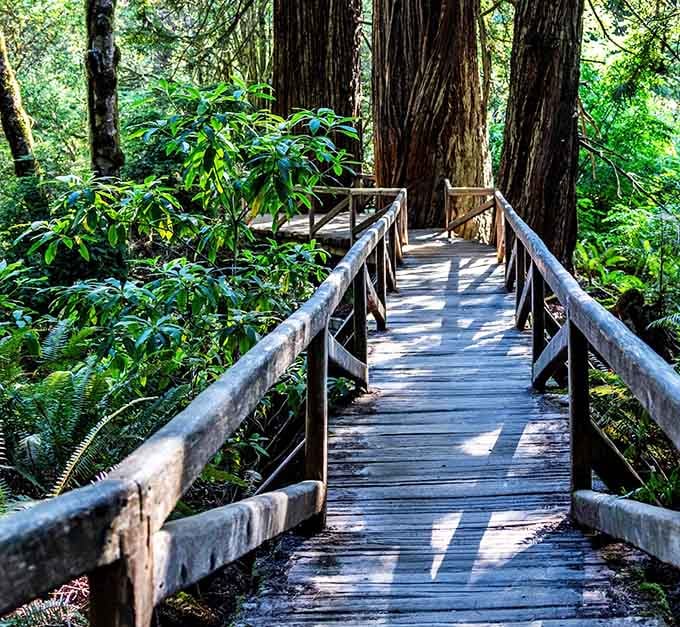 Sunlight streams through massive redwood trunks onto this charming footbridge, creating a scene straight from a fairy tale.
