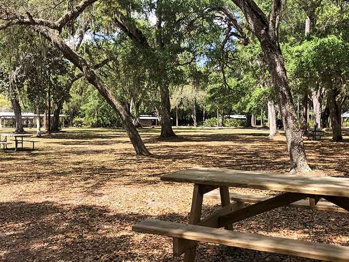 Picnic tables scattered under towering trees create an outdoor dining room where nature provides all the ambiance needed.