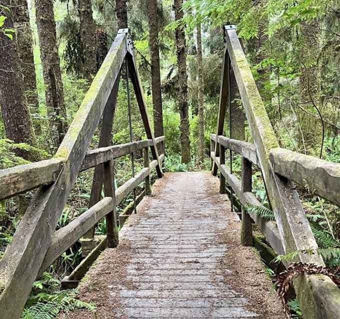 This weathered wooden crossing spans the creek with character, its moss-covered railings telling stories of countless forest adventures.