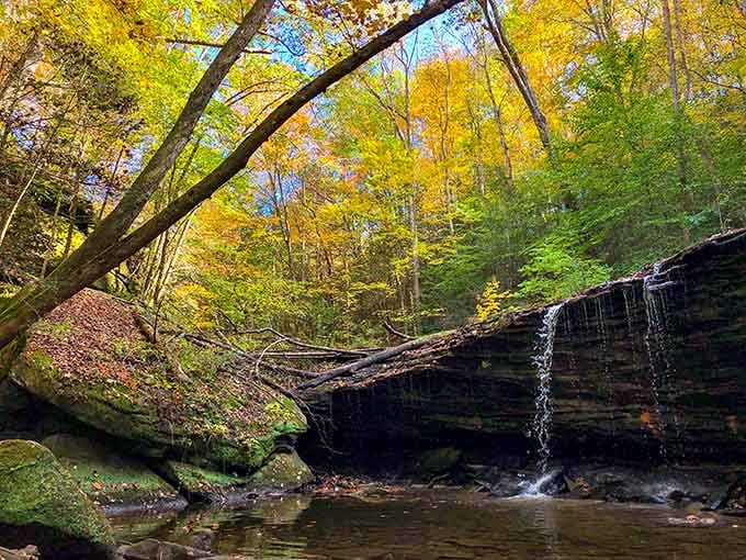 Autumn's golden canopy frames the falls, turning an already beautiful scene into pure Kentucky magic.