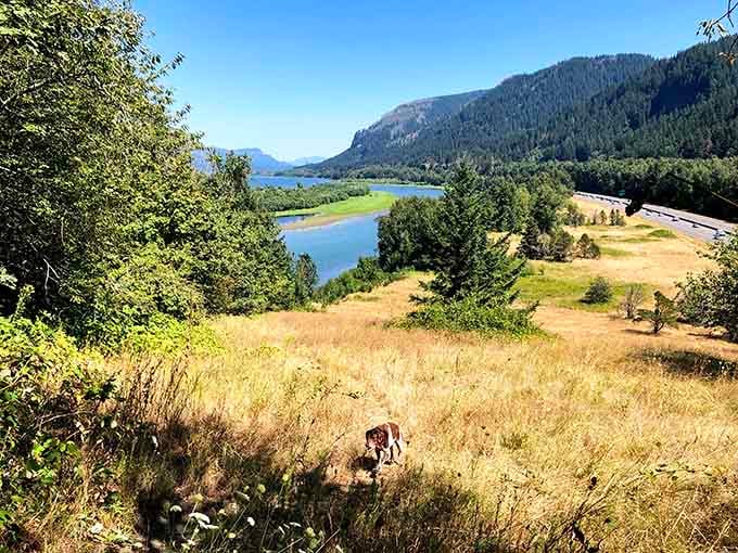 Your hiking companion pauses to admire the Columbia River Gorge view that never gets old no matter how often you visit.