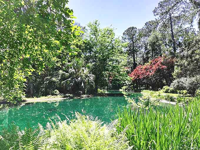 Maclay Gardens' emerald waters reflect centuries-old trees in perfect stillness. Mother Nature showing off her interior design skills in shades of green.
