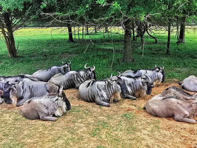 Wildebeests lounging like they're on a spa day, proving even safari animals appreciate a good Alabama afternoon nap.