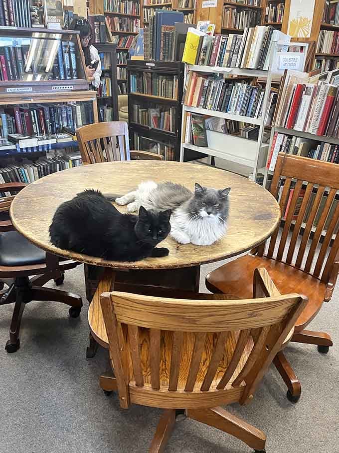 Resident cats claim the best reading spots, reminding visitors that they're merely guests in this feline library.