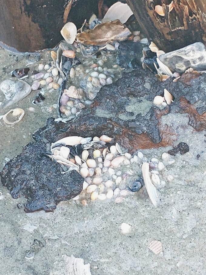 Tiny treasures scattered in the sand, each one a small masterpiece of nature's patient craftsmanship.