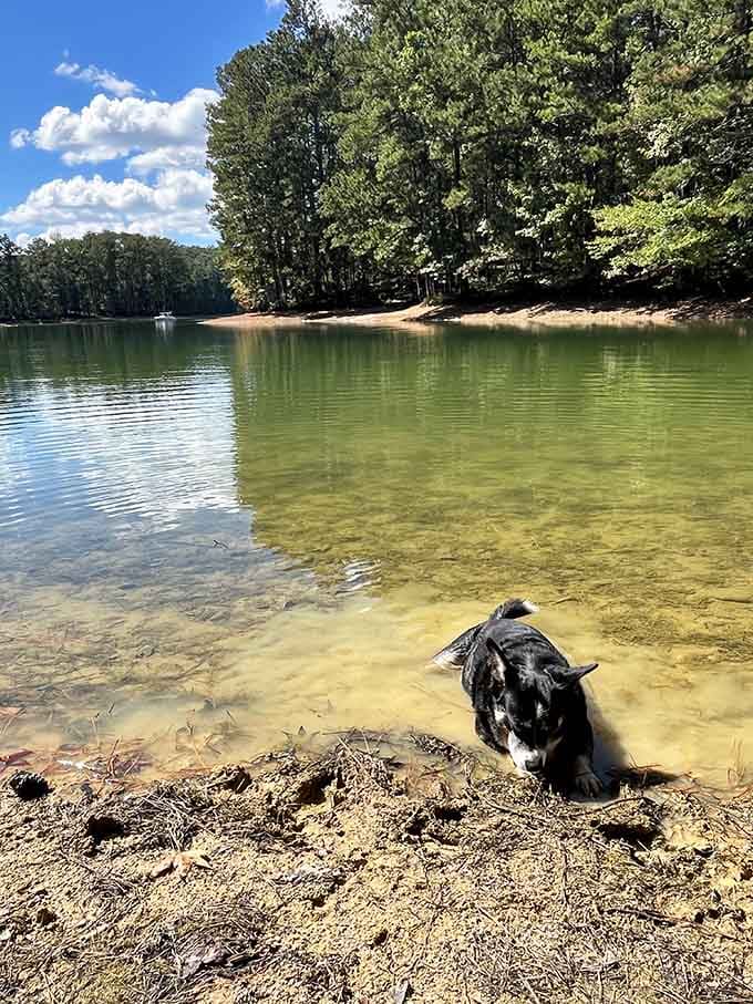 Even the four-legged visitors know Red Top's crystal-clear waters are worth getting their paws wet.
