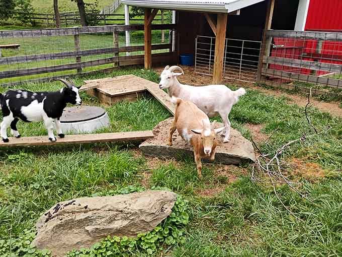 These goats are living their best life, blissfully unaware that people pay good money for this kind of pastoral therapy.
