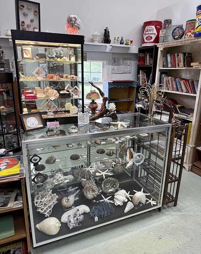 Seashells and coral specimens create an indoor beach, bringing ocean memories to landlocked Pennsylvania in unexpected ways.