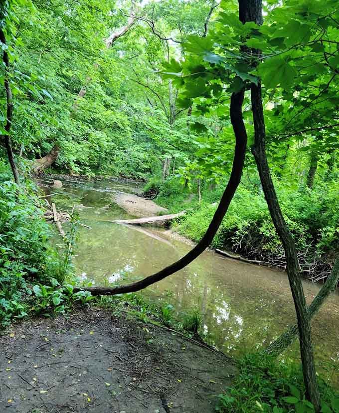 The creek meanders peacefully through the forest, providing the soundtrack to your woodland escape.