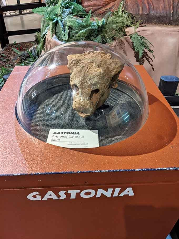 The armored Gastonia skull under glass looks like nature's version of a medieval knight, but infinitely more impressive and deadly.