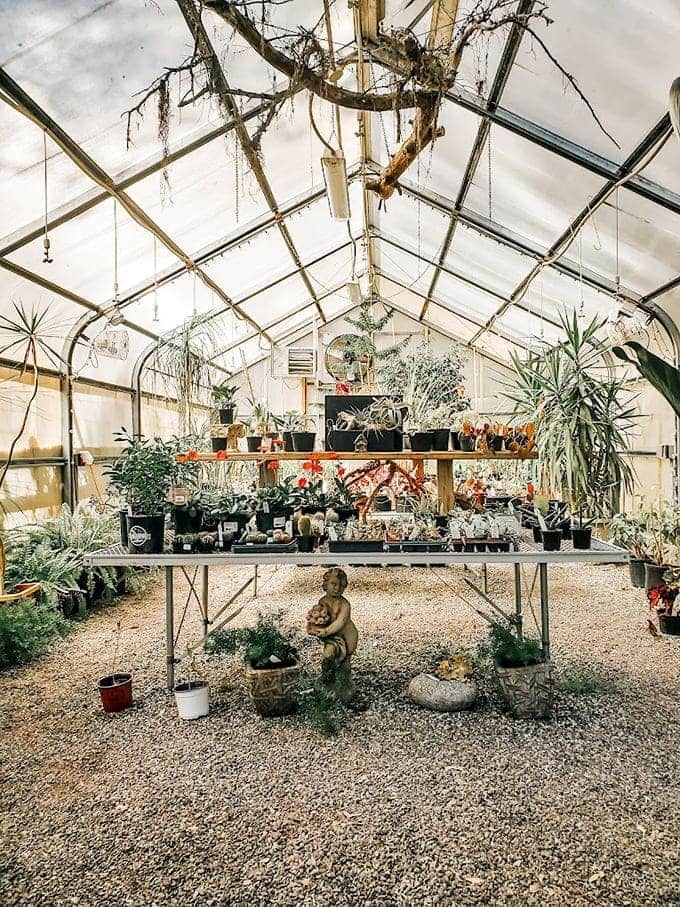 Inside this greenhouse, plants live better than most of us, surrounded by vintage charm and natural light.
