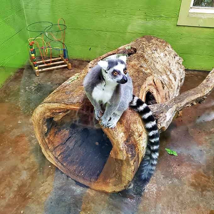 Is this my good side? The lemur strikes a pose that belongs on the cover of National Geographic, tail curled with signature ring-tailed perfection.