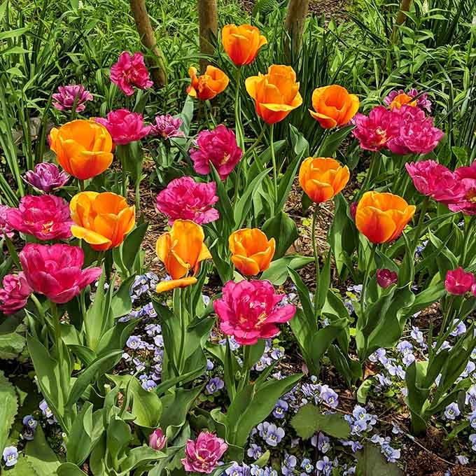 Spring tulips in orange and magenta proving Mother Nature has impeccable taste in color combinations.