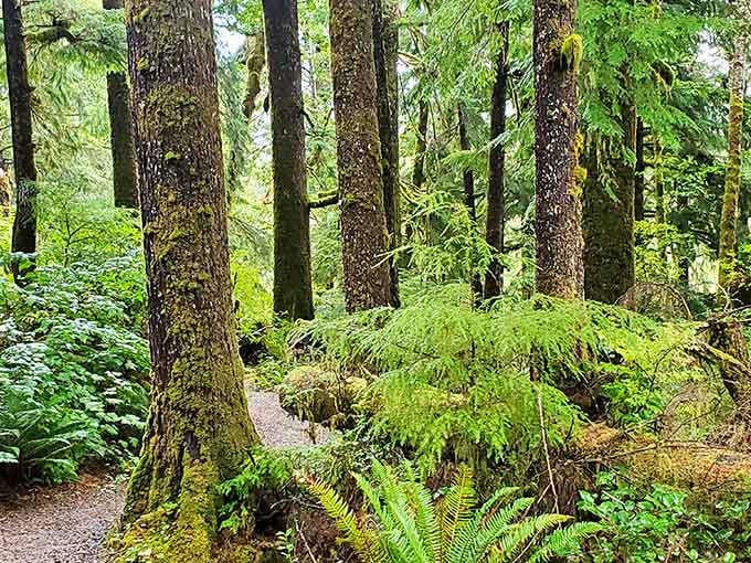 The moss-draped forest creates a green cathedral that makes you want to whisper in reverence.