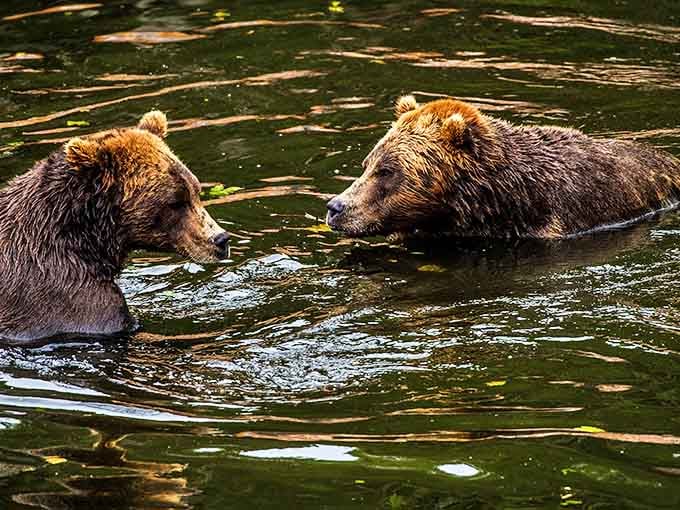 At Fortress of the Bear, these magnificent creatures demonstrate the art of bear conversation &ndash; mostly about salmon and the best napping spots.