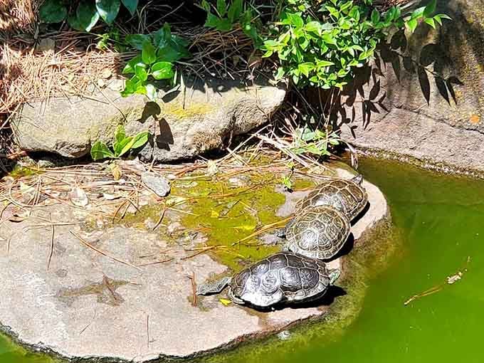 Turtles sunbathing by the pond, living their best retired life while you're still checking your email on vacation.