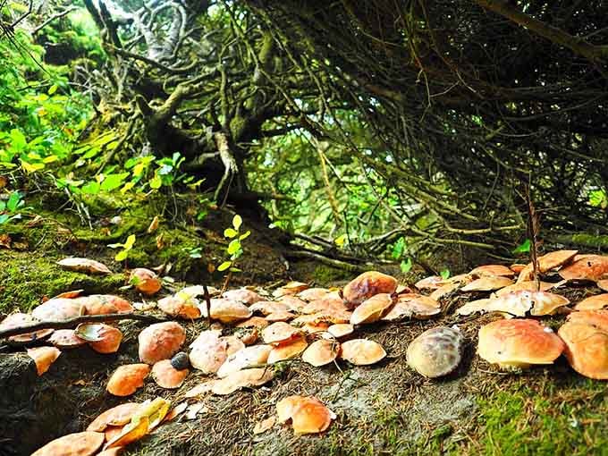 Wild mushrooms carpeting the forest floor like nature's own decorative throw pillows, only significantly less comfortable.