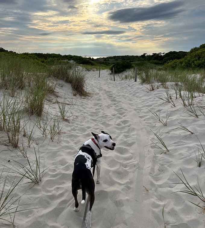 The bay side offers calmer waters and a completely different vibe from the ocean.