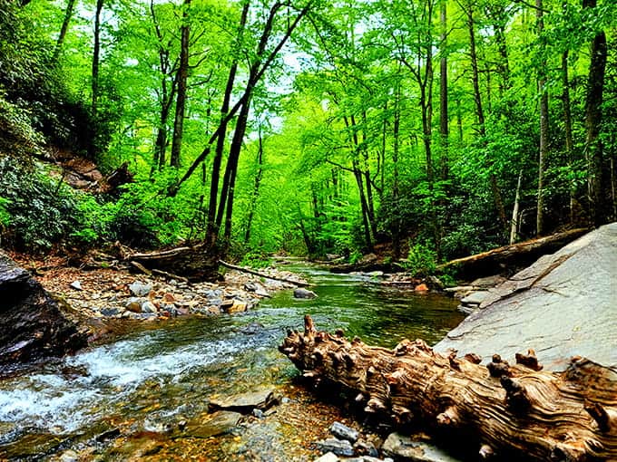 Summer transforms the forest into a green cathedral where water provides the most soothing soundtrack imaginable.