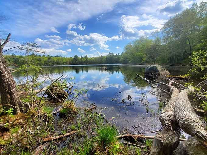 Maxwell Mays Wildlife Refuge captures that magical moment when sky meets water, creating nature's most perfect mirror.