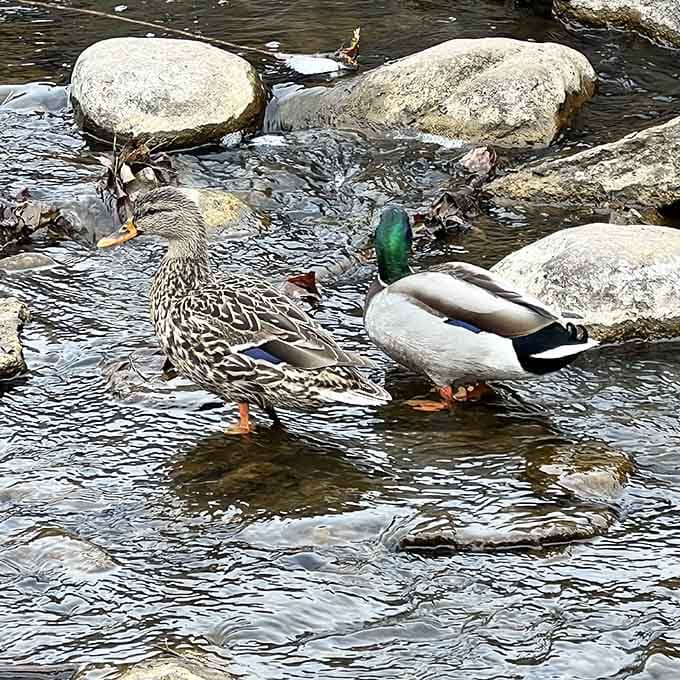 Local mallards paddle through their domain like they own the place, which honestly, they kind of do at this point.