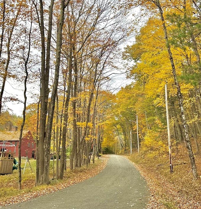 Golden autumn light filters through trees creating that magic hour photographers dream about, no filter app required here.