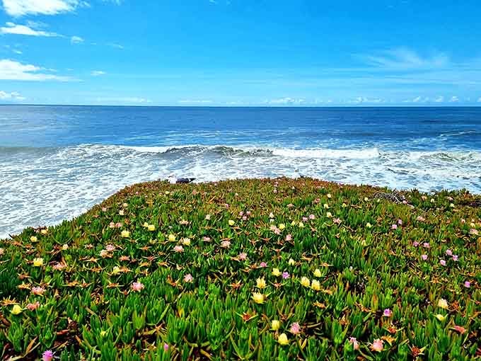 Ice plants carpet the bluffs in colors that look like someone spilled a painter's palette everywhere.
