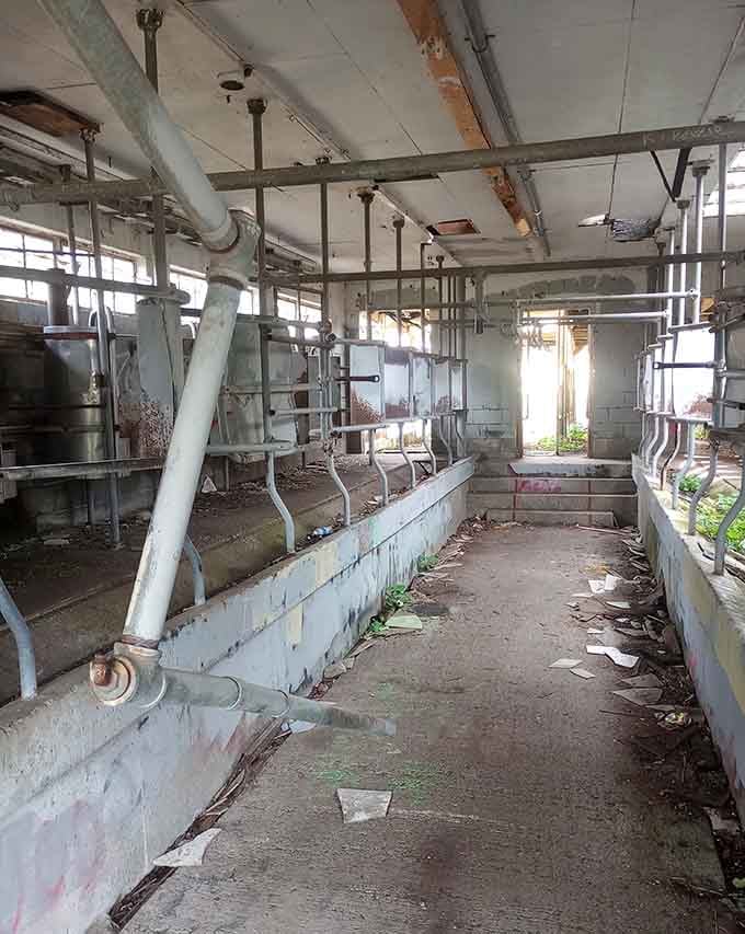 Rusted milking equipment and deteriorating stalls reveal the massive scale of operations that once thrived here daily.
