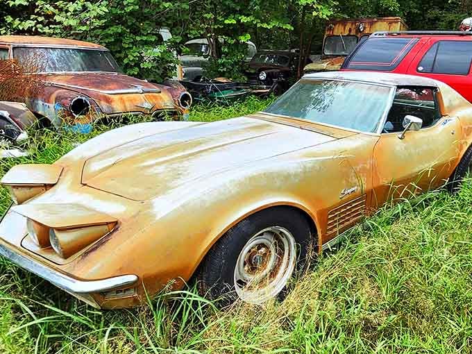 A Corvette Stingray slowly surrenders to the elements, its curves still recognizable beneath nature's embrace.