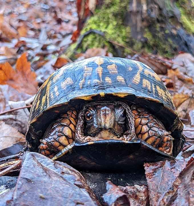 This box turtle's giving you that "I was here first" look, and honestly, he's got about 4,000 years of history backing him.