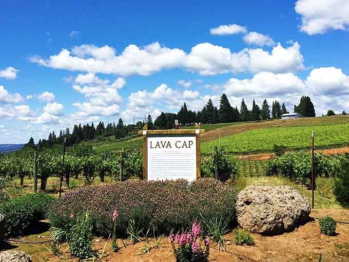 Lava Cap Winery's vineyards stretch across volcanic soil, proving that even ancient eruptions can produce something beautiful.