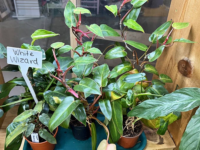 "White Wizard" indeed! These houseplants offer a touch of green magic for those whose thumbs aren't naturally blessed with chlorophyll.