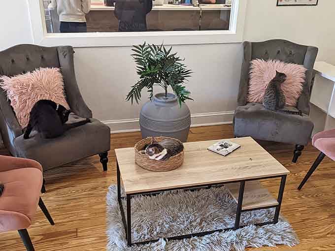 Plush chairs and thoughtful design ensure both you and the resident cats can relax in complete comfort.